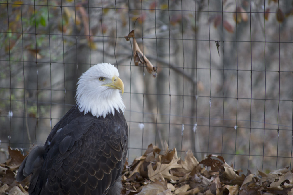 Native American Name For Eagle American Indian Name For Eagle